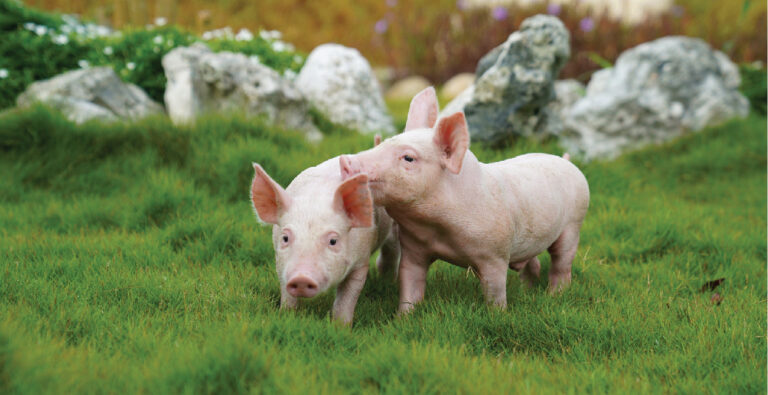 Home - Công ty Cổ phần Nông nghiệp BAF Việt Nam