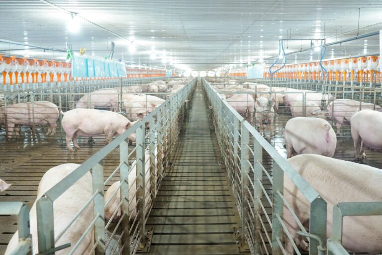 BAF Launches High-Tech Pig Farming Project in Gia Lai - Công ty Cổ phần ...